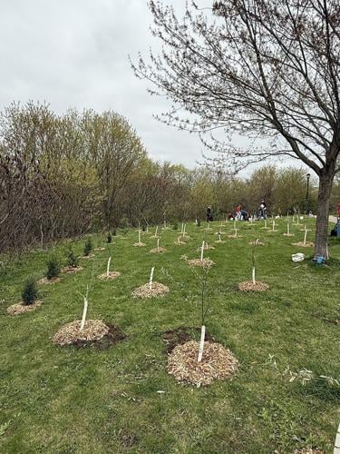 ‘Girdled’ Halton Hills pine tree unlikely to survive