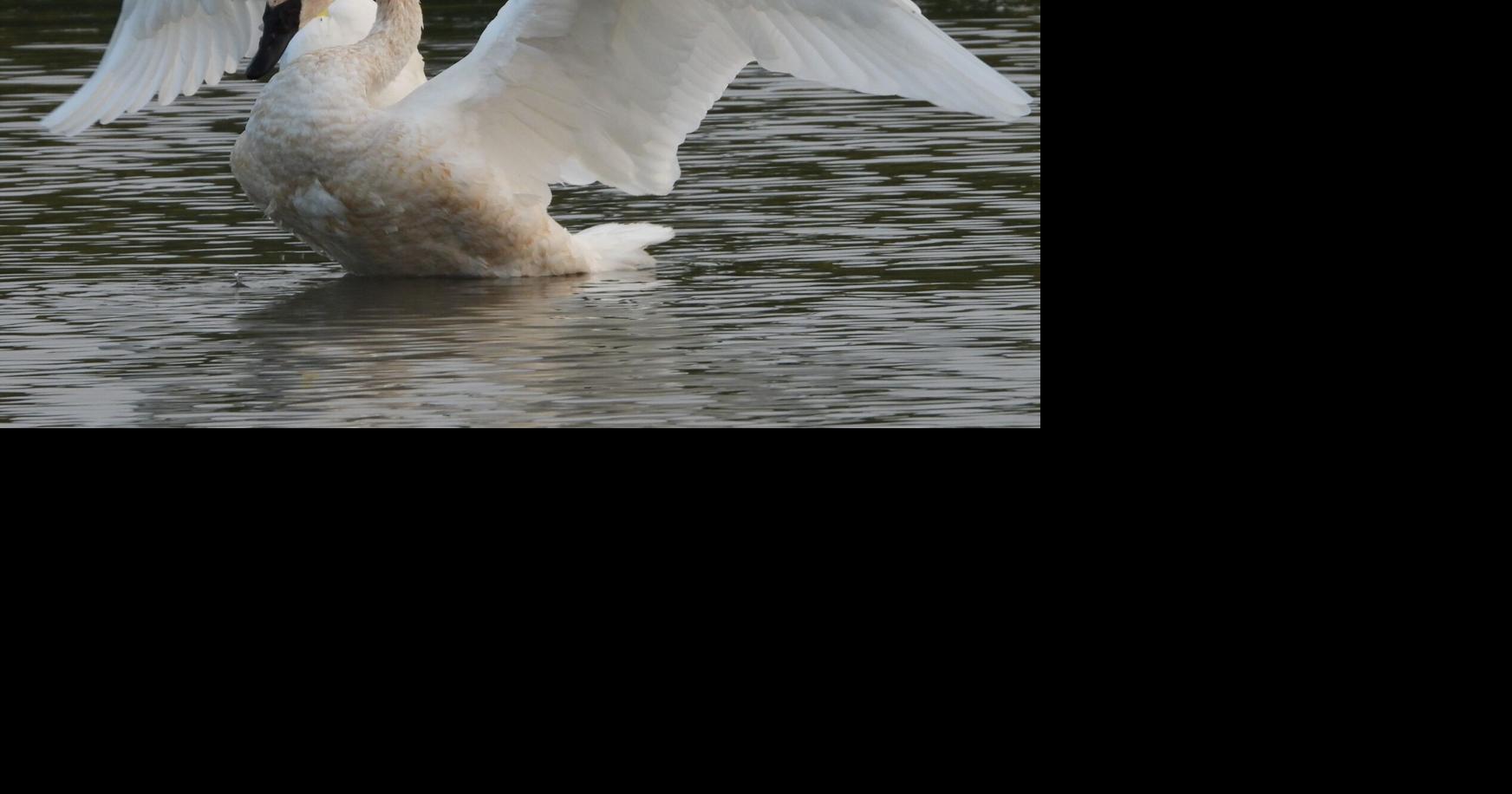 Swan in Georgetown South