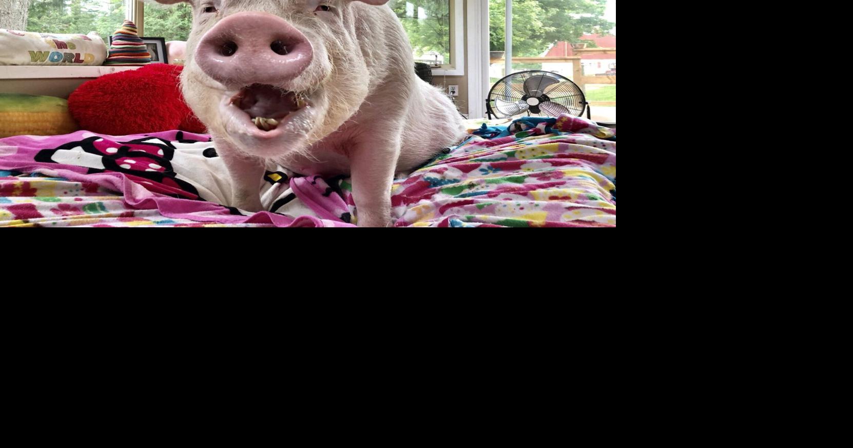 Pig power: Esther named Best Animal Influencer by peta2