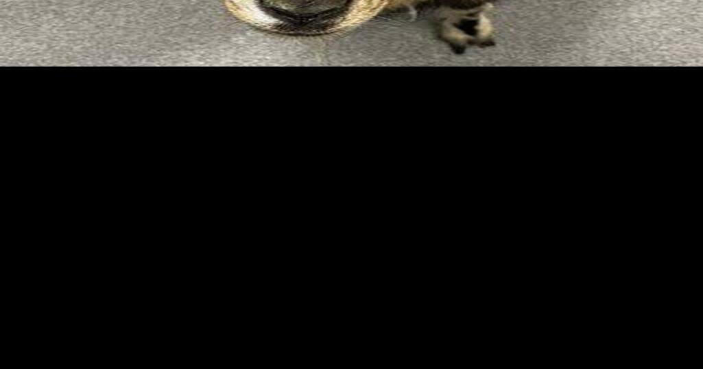 Lincoln Animal Control easily wrangles goat into custody