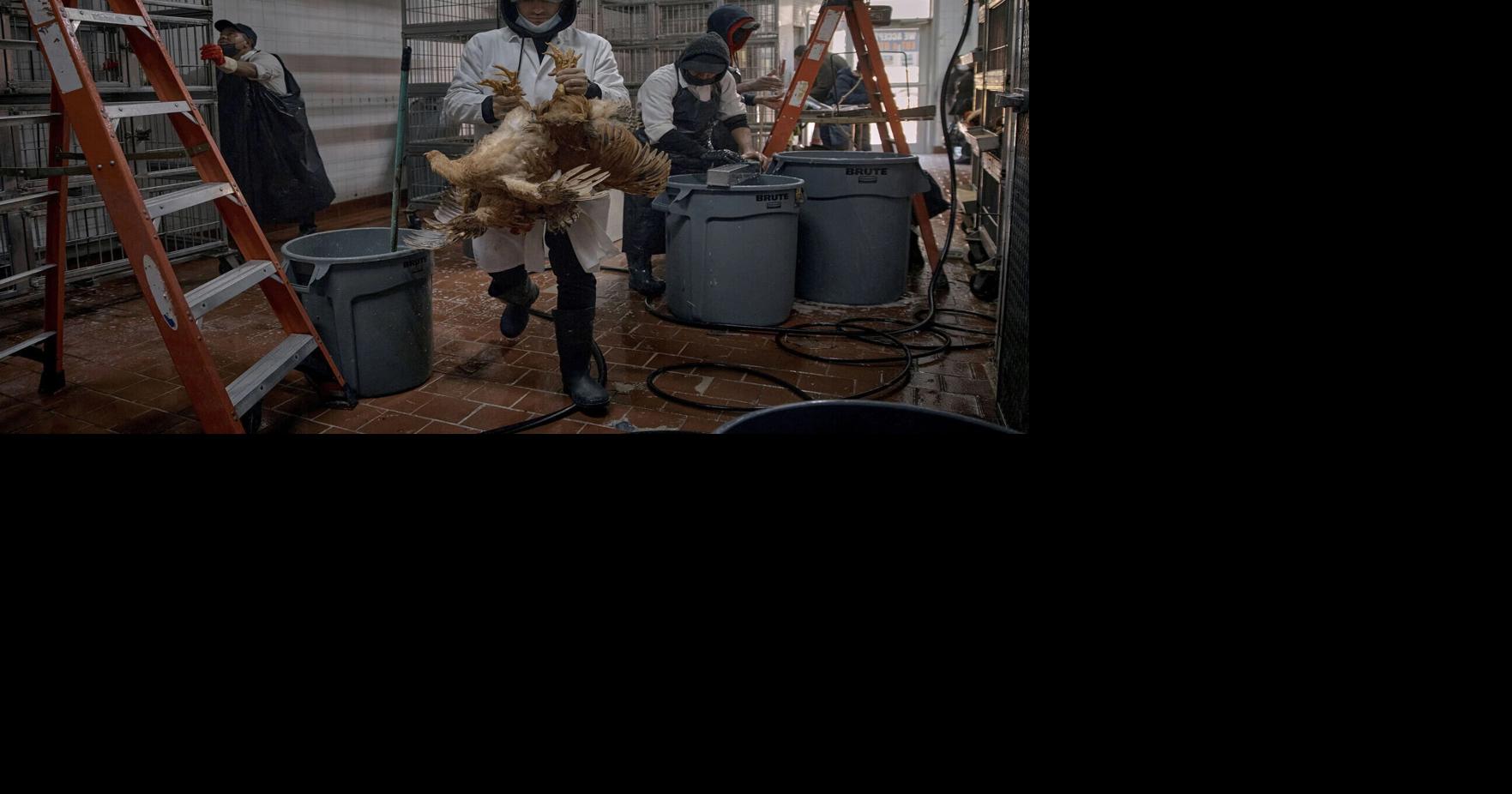 First case of bird flu detected in Nebraska cattle herd