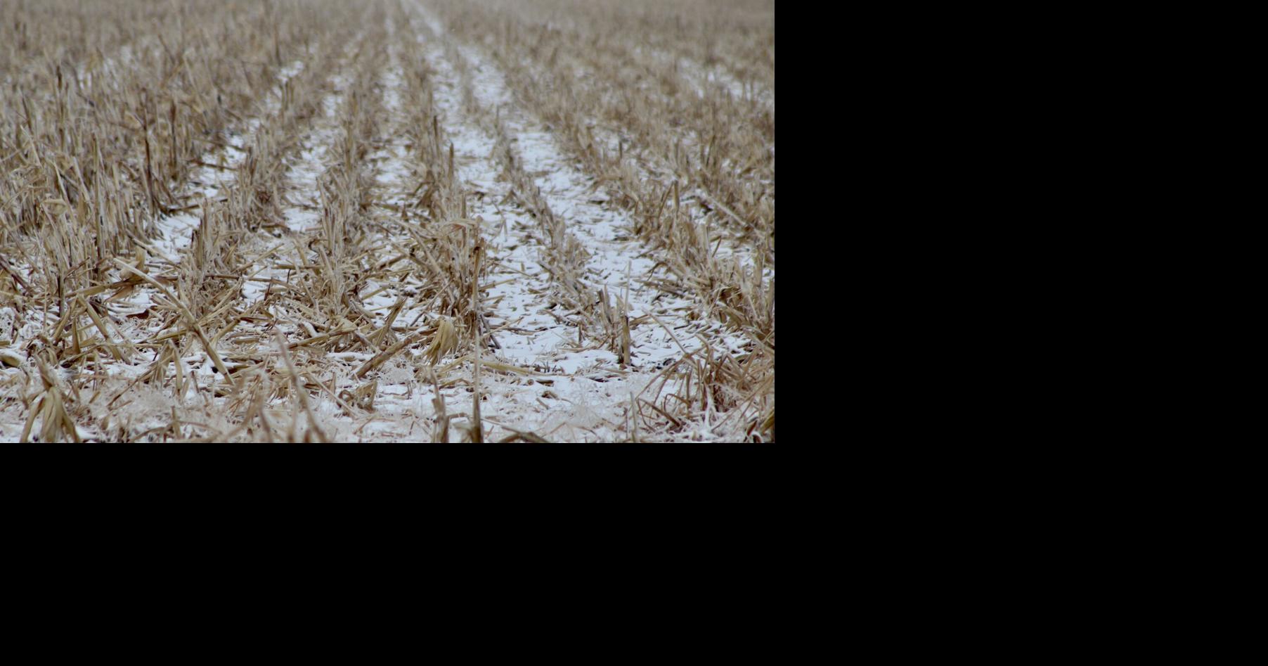 Snow brings much-needed precipitation for cropland