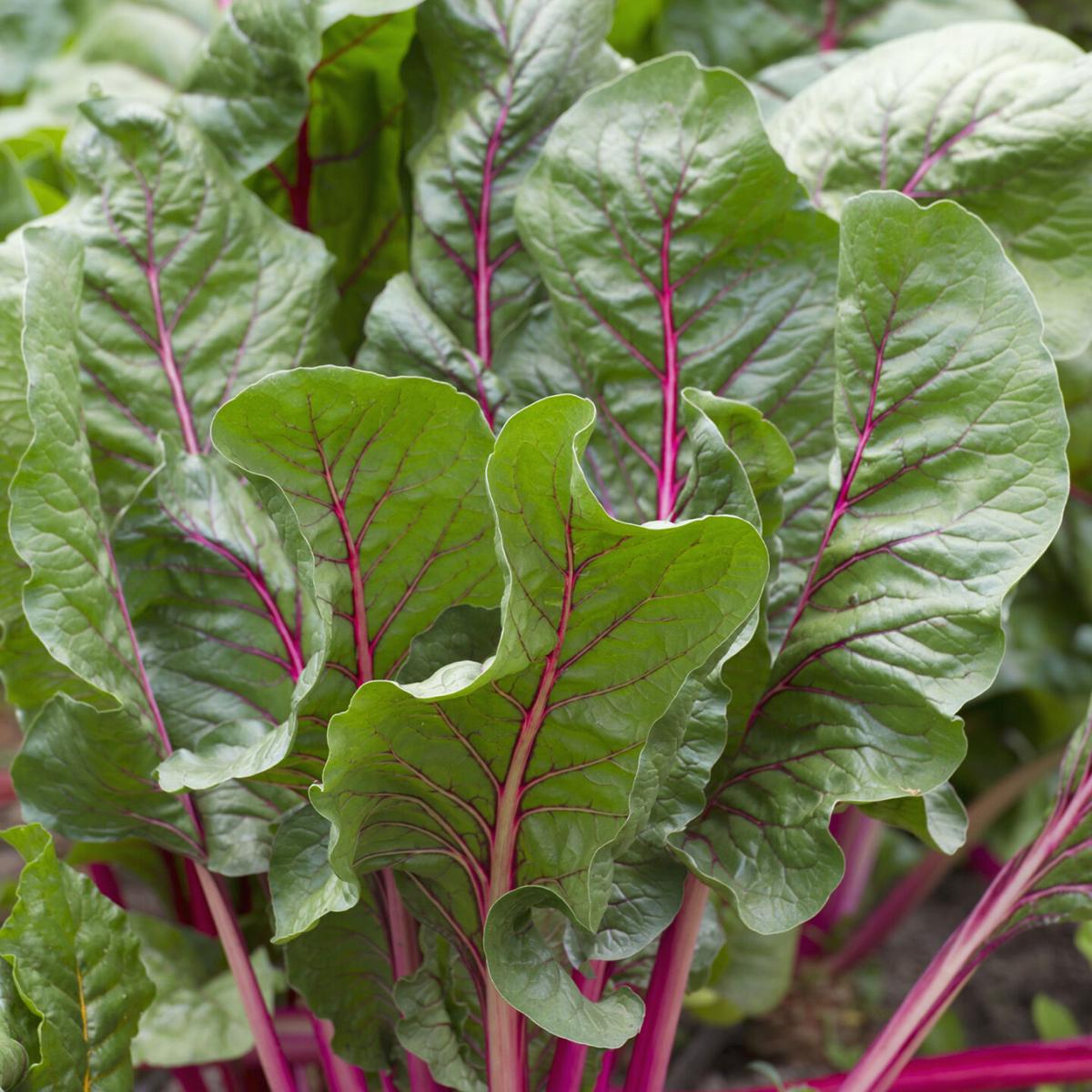 Cami Wells: Discover Swiss chard