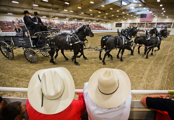 Draft horses continue to draw a crowd at State Fair