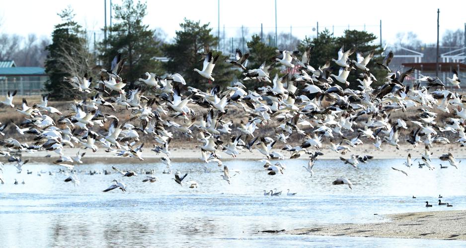 Race fans get a good view of geese