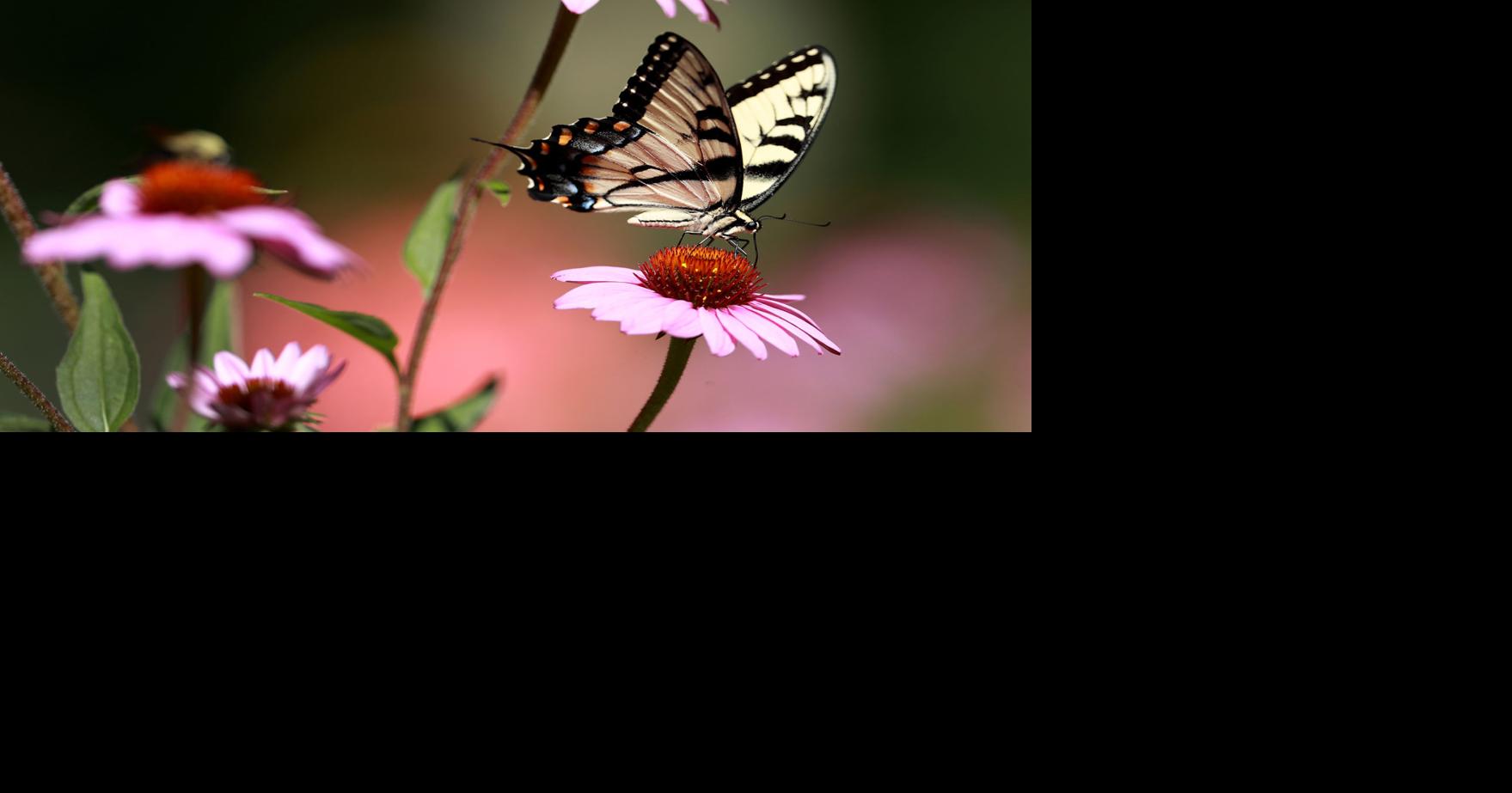 Nebraska Pollinators Week emphasizes importance of insects to state's ...