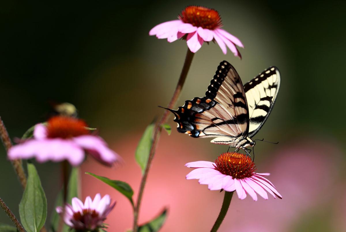 Nebraska Pollinators Week emphasizes importance of insects to state's ...