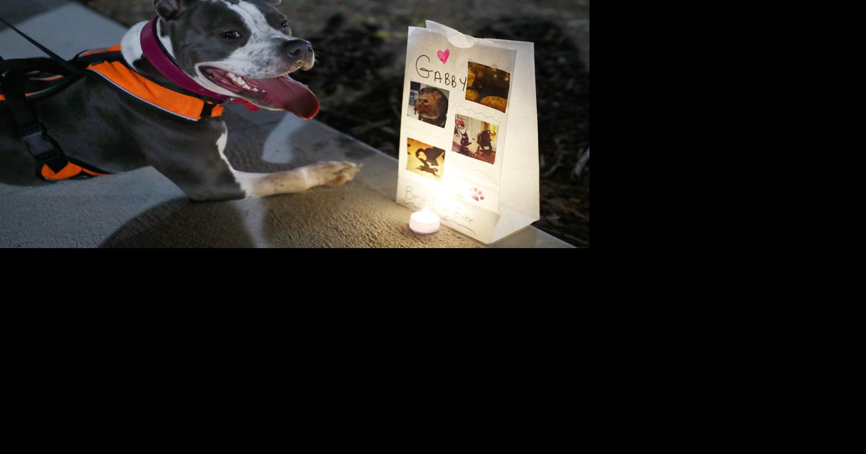 Stroll down memory lane with beloved pets at Light the Luminaries for Paws