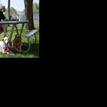 A dog-gone terrific day