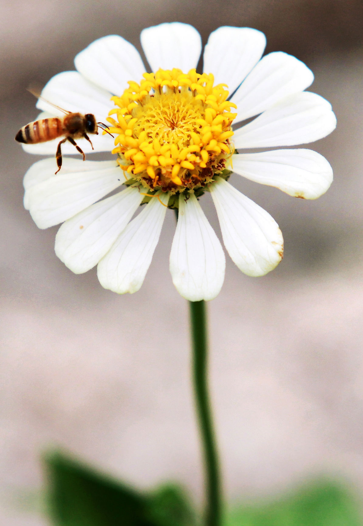 Nebraska Pollinators Week emphasizes importance of insects to state's ...