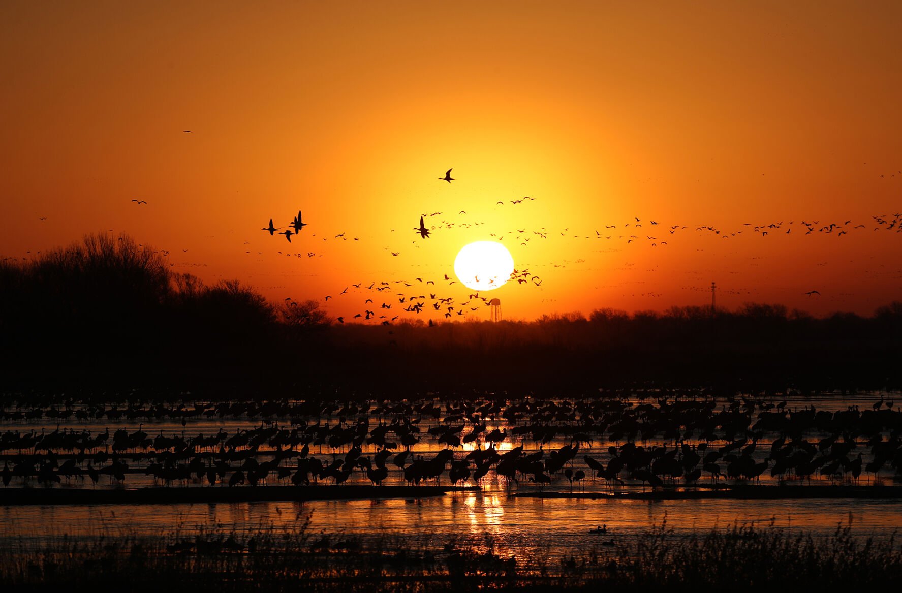 Crane Trust hosts ‘Wings Over Water’ at the Grand Theatre