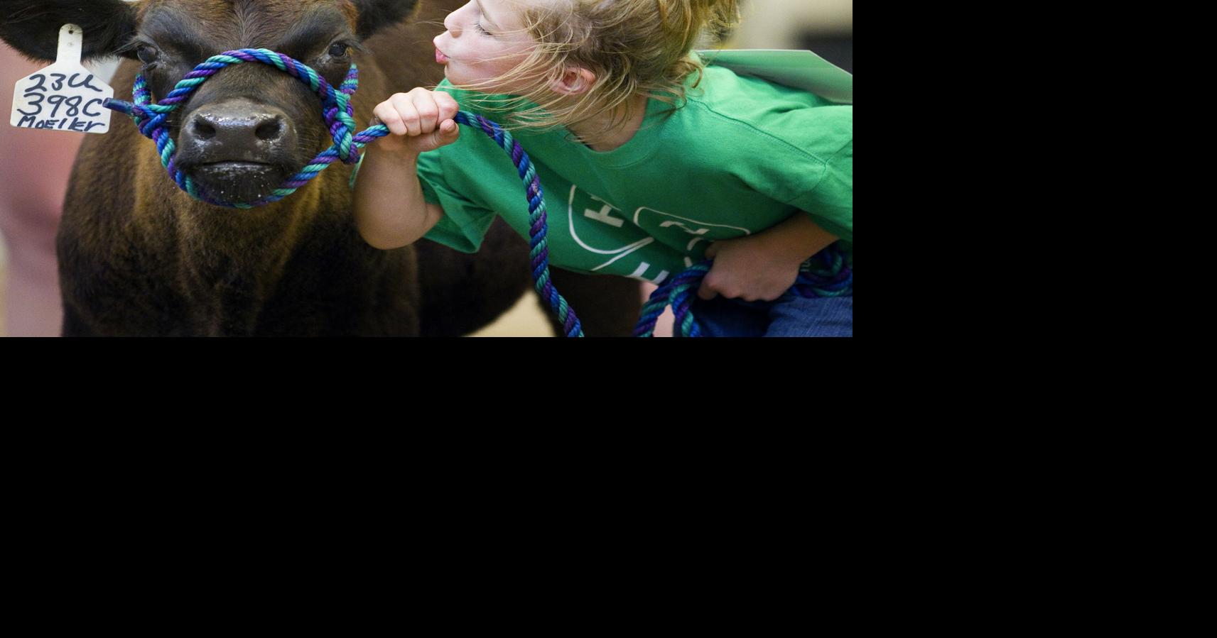 4-H bucket calf event teaches lessons that last