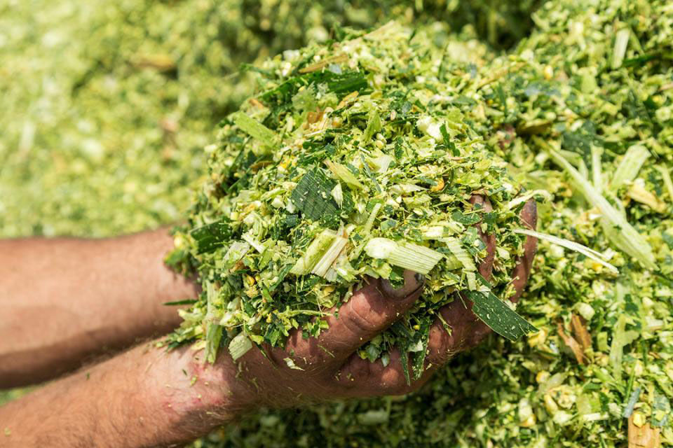 Corn silage an attractive option for 2022 harvest