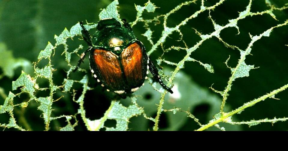 Sarah Sivits: Japanese beetles can damage crops