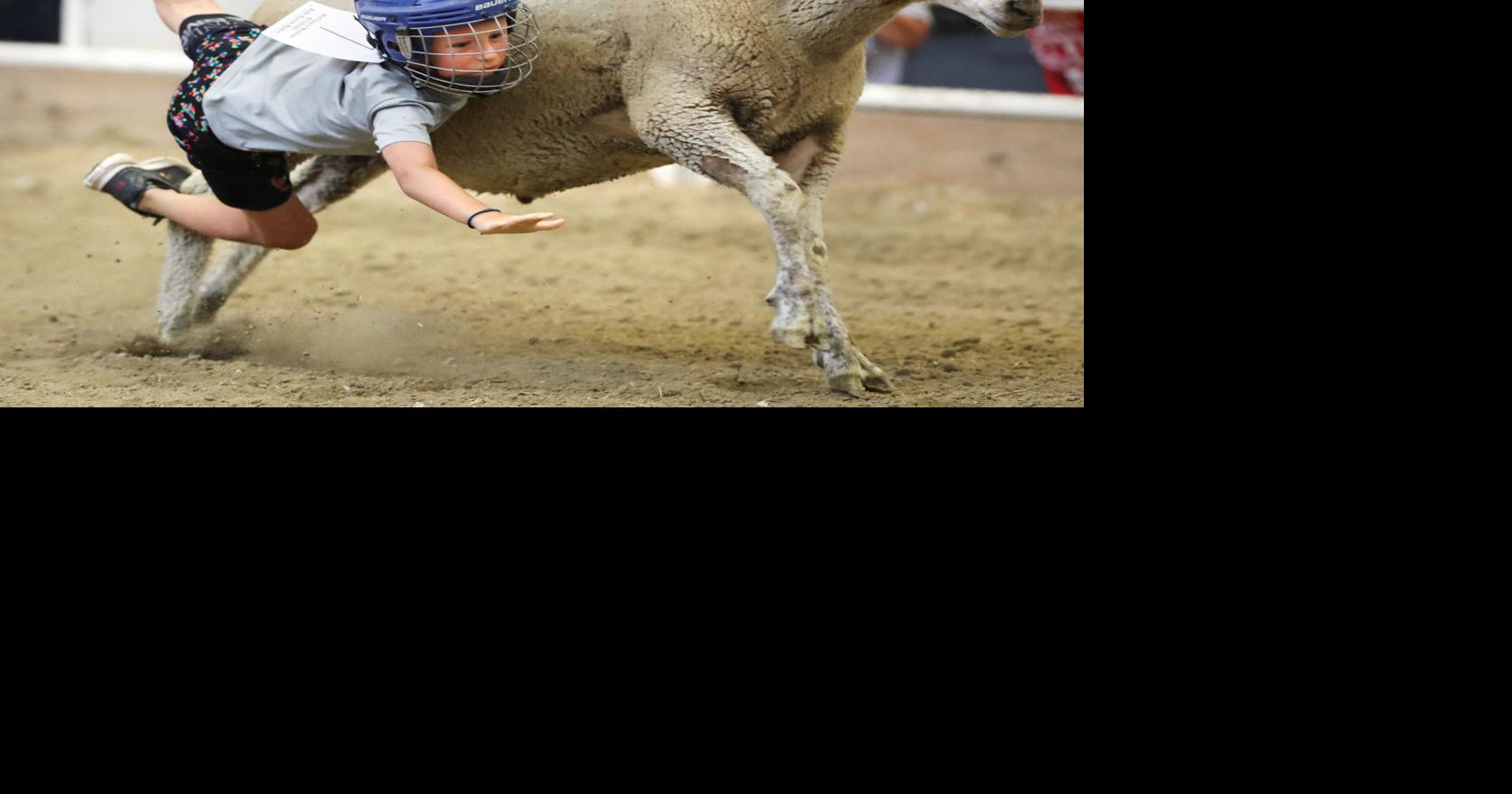 Children hold on tight during mutton busting event