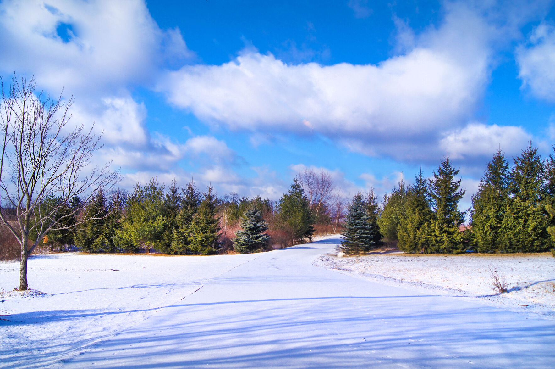 Elizabeth Exstrom: Protecting pines and planning windbreaks; building ...