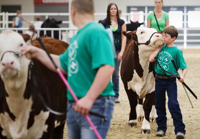 Fun and learning involved as 4-H'ers show their cattle