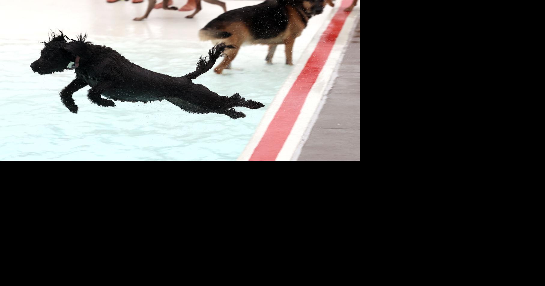 PHOTOS: Dogs splash, fetch at Drool in the Pool in Grand Island