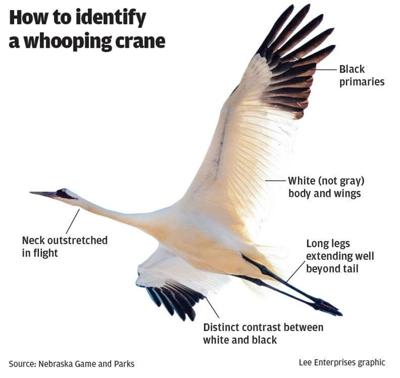 Game and Parks needs help spotting whooping cranes traveling through ...