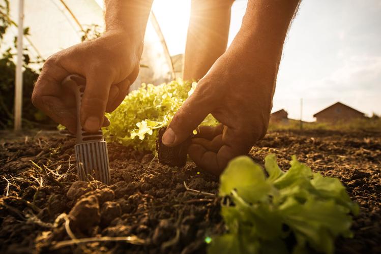 Elizabeth Exstrom: Do you have what it takes to be a Master Gardener?