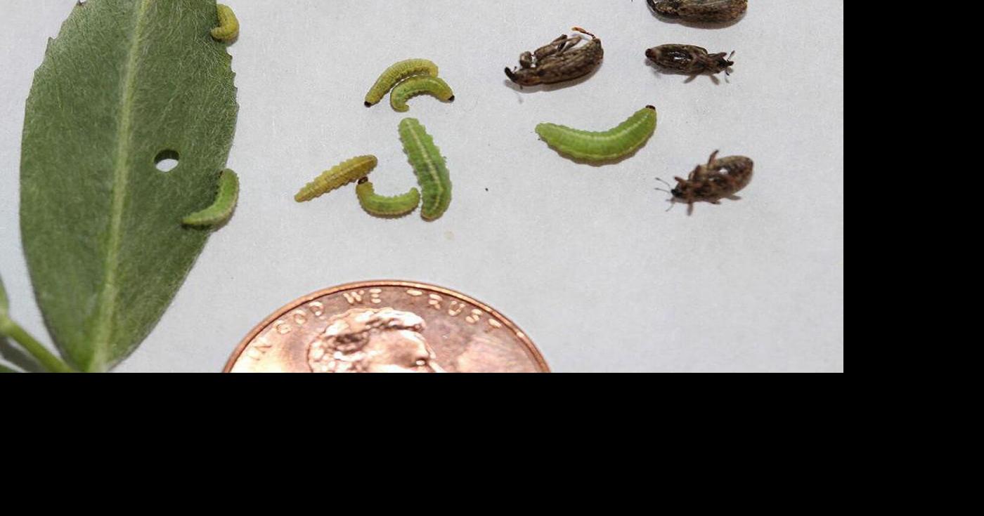 Sarah Sivits: Scouting for alfalfa weevils