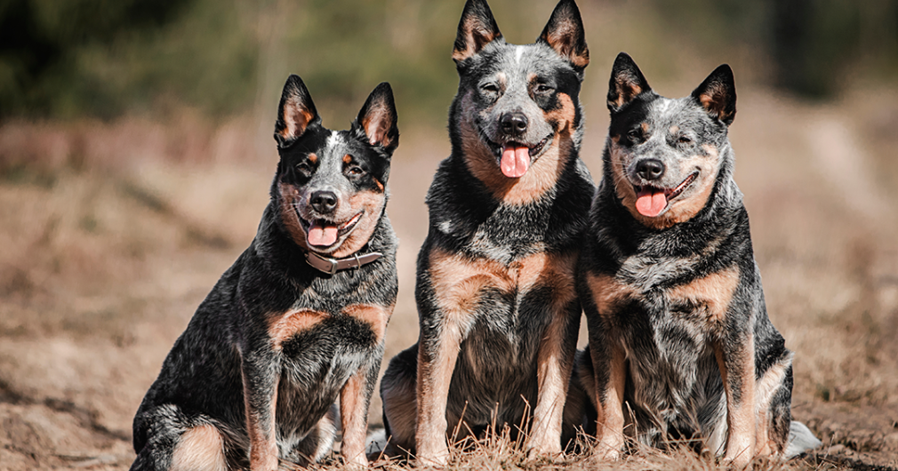 Grand Island animal control staffing limited; response may be slower