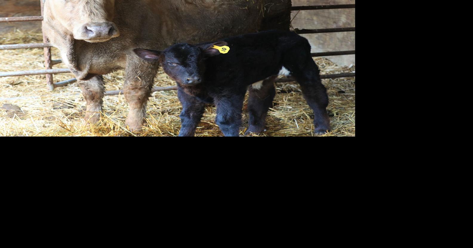 Having new calf arrive is joyful experience