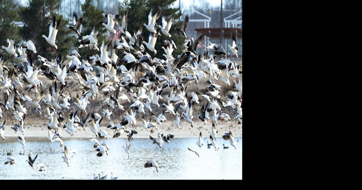 Race fans get a good view of geese
