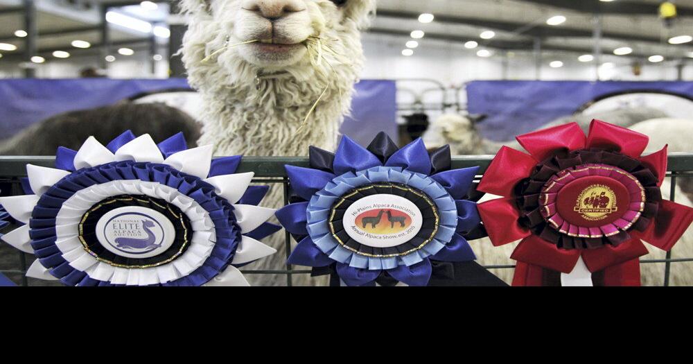 National Alpaca Show headed to Fonner Park March 17-19