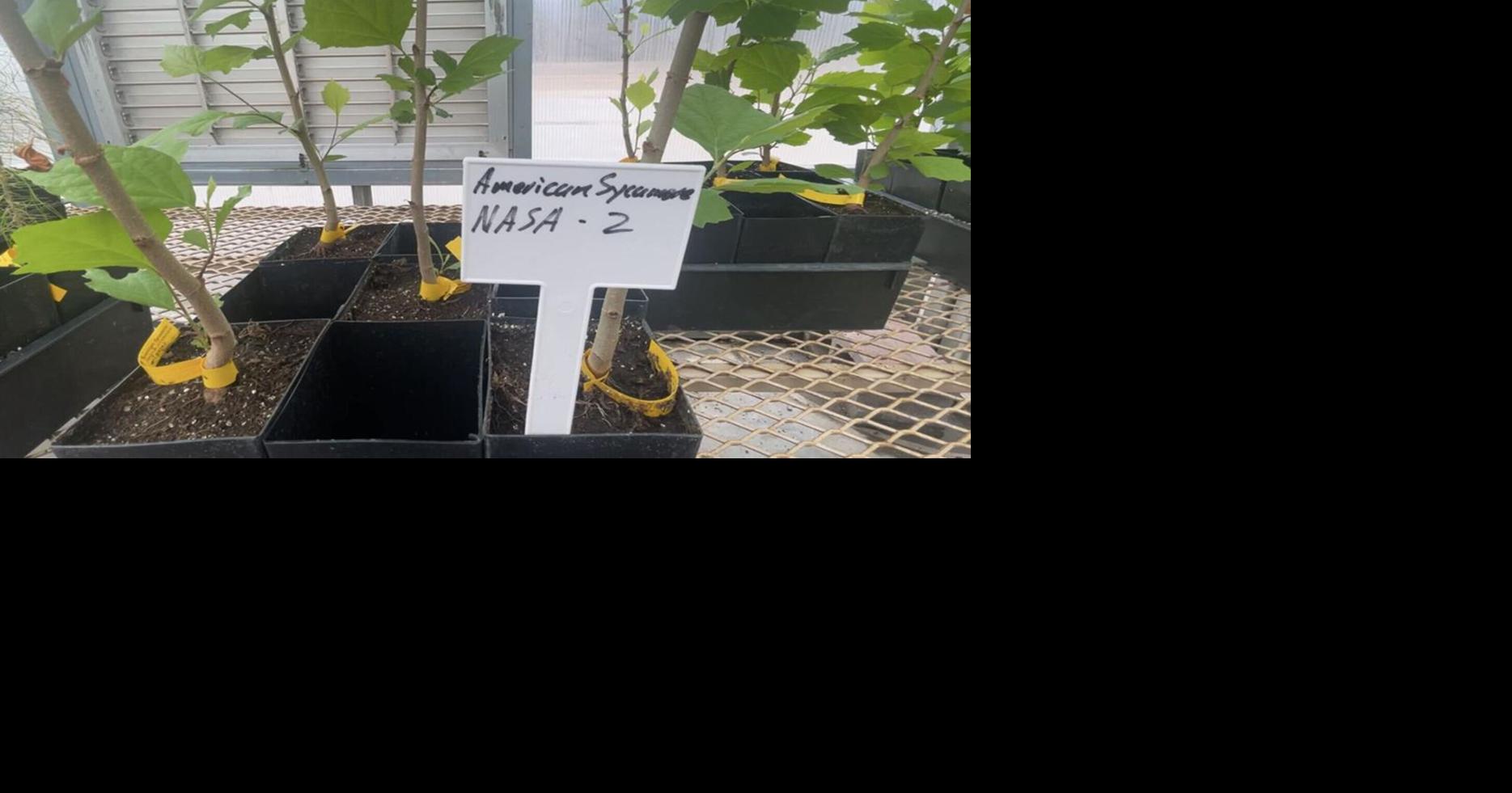 Nebraska National Forest at Halsey has 'moon trees' ready to ship