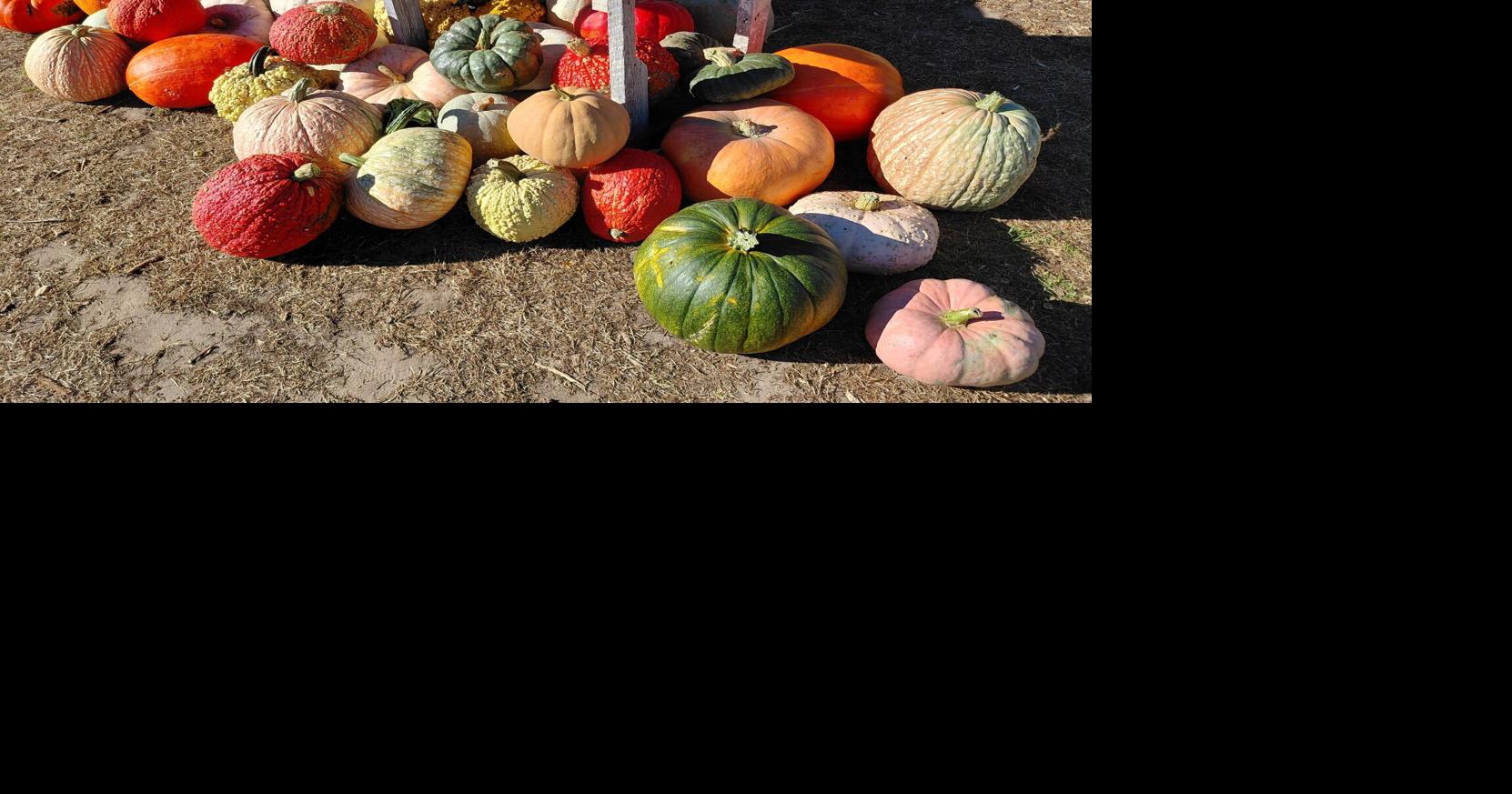 St. Libory patches have plenty of pumpkins ready to pick