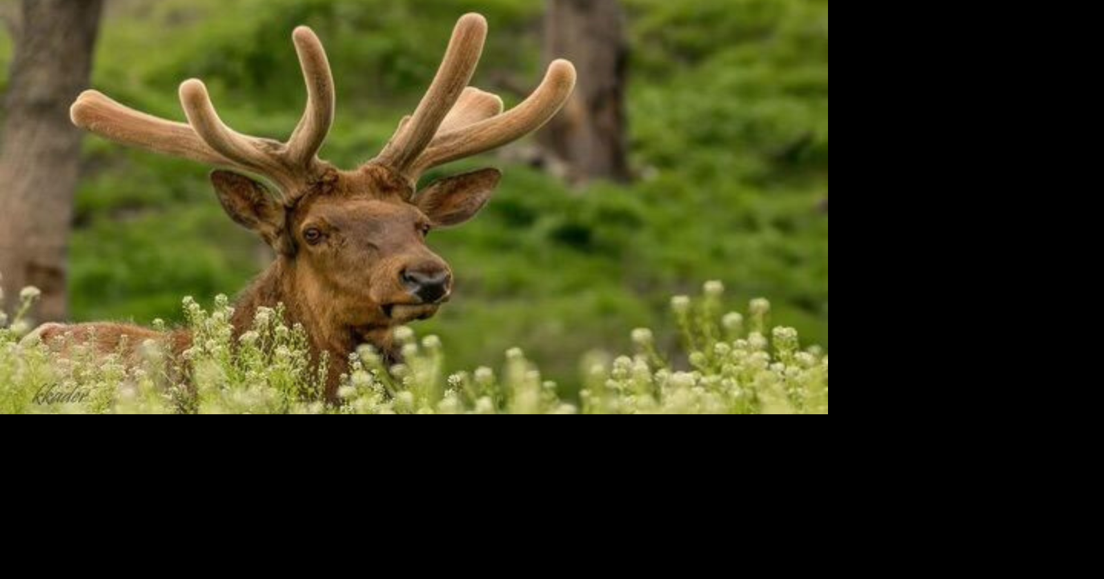 Nebraska's special elk season is at capacity