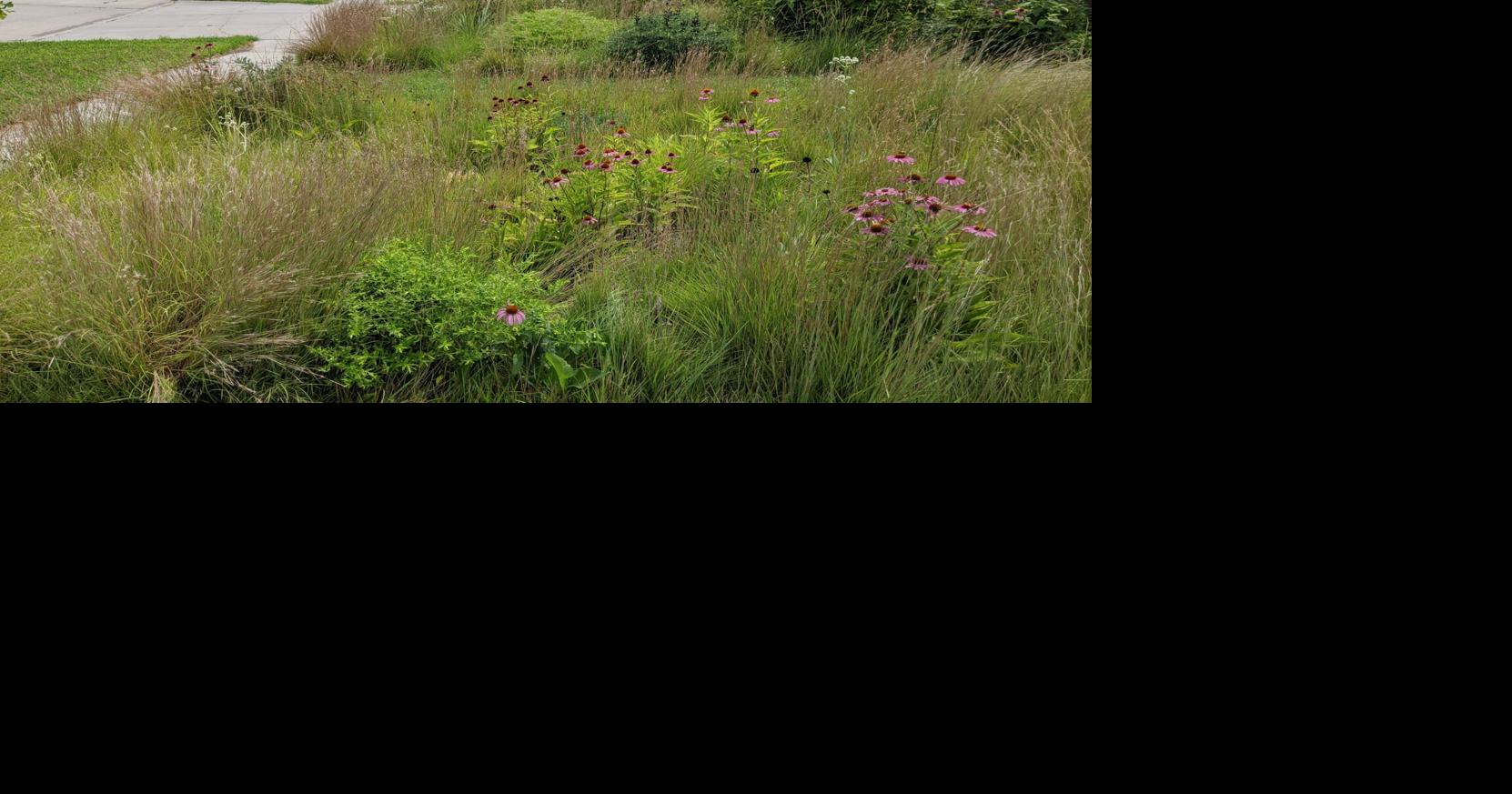 Urban prairie lawn an option for homeowners tired of grass