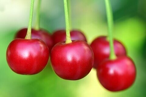 Elizabeth Exstrom: Tios for growing fruit trees in Nebraska