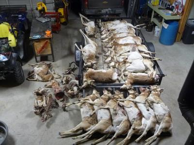 Ducey: Some called punishment for men who killed 25 antelope inadequate ...