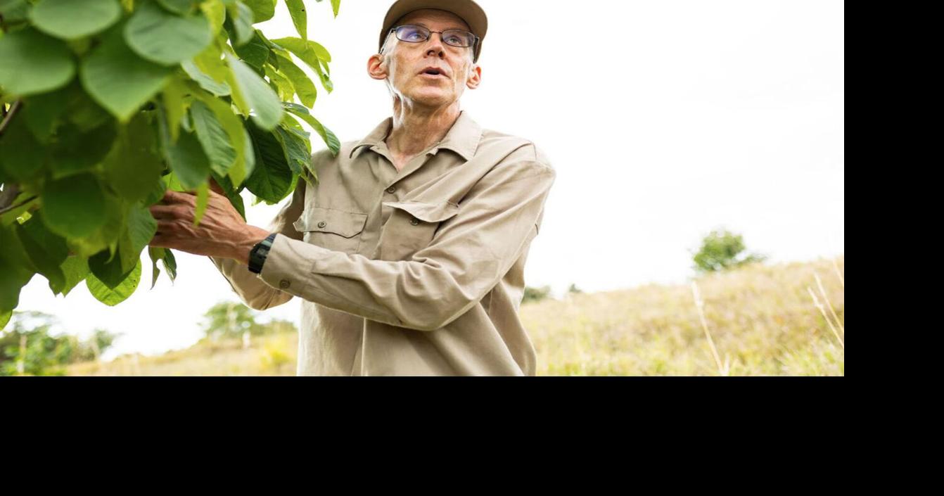 Pickin’ up pawpaws: Meet the Midwestern “tropical” fruit that thrives ...