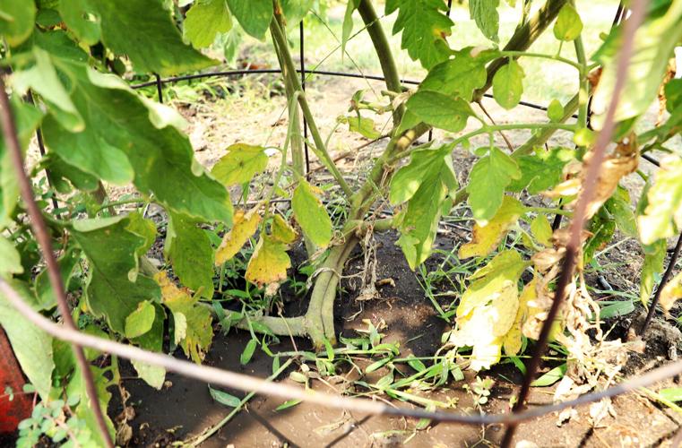 Tomato plant more than seven and a half feet tall