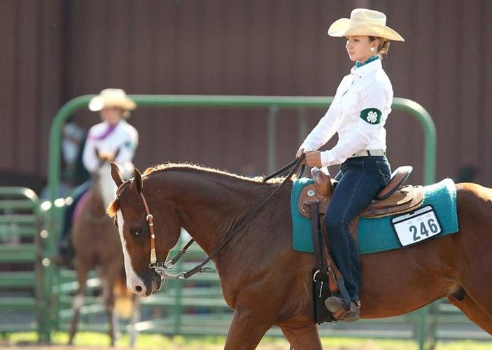 Heat common for state horse show