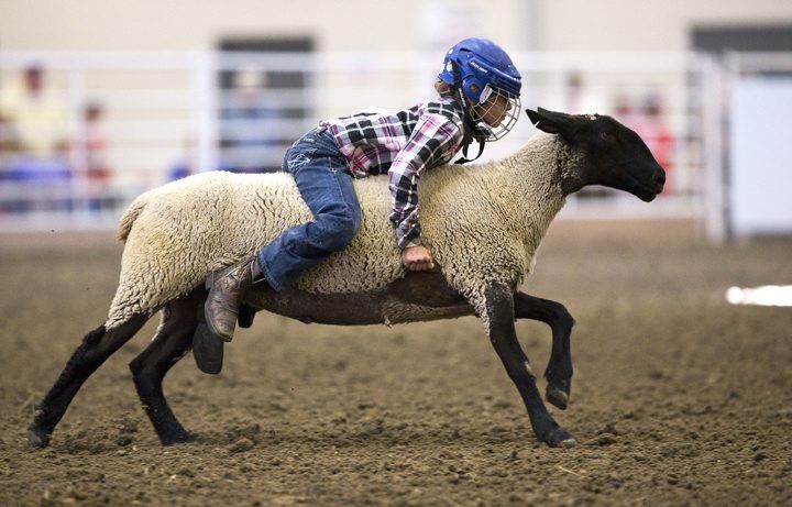 Mutton Bustin’ kids entertain fairgoers