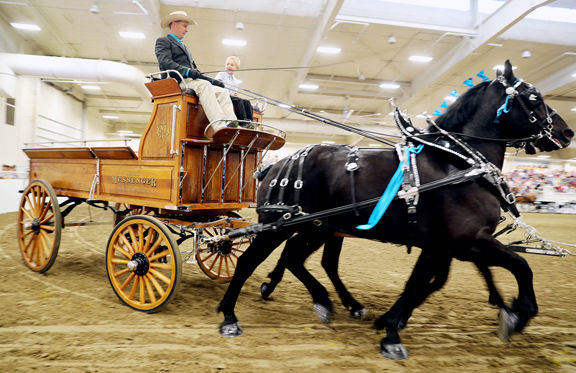 Massive animals will demonstrate amazing grace during State Fair draft ...