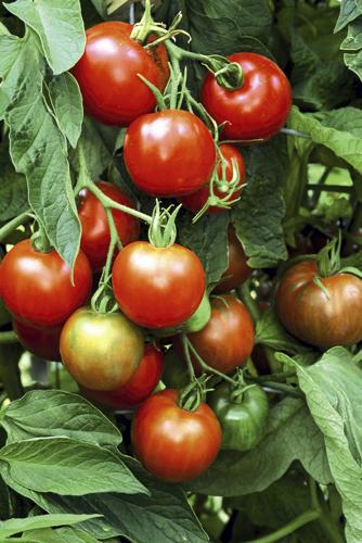 Nutrition Break: Nebraska tomatoes – savor the flavor