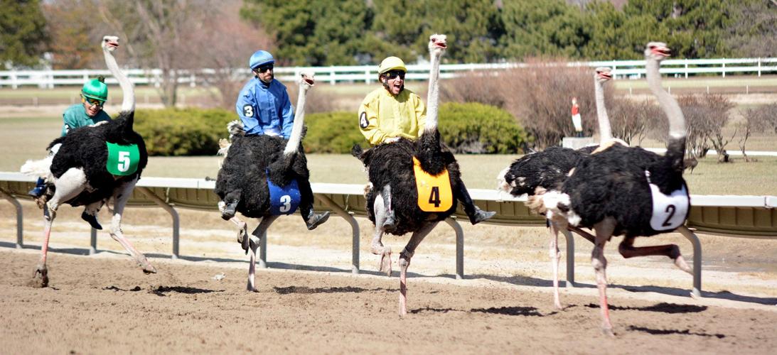 Camel, ostrich races return to Fonner Park Sunday afternoon
