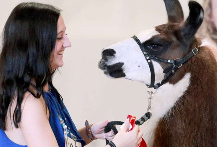 Llamas, alpacas show what they’re made of at Nebraska State Fair