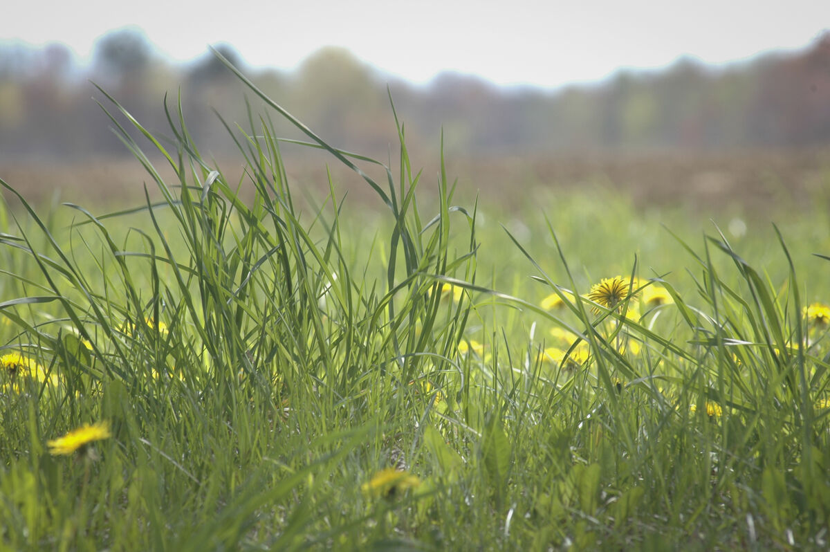 Weeds, worm ‘bumps’ have no place in your lawn
