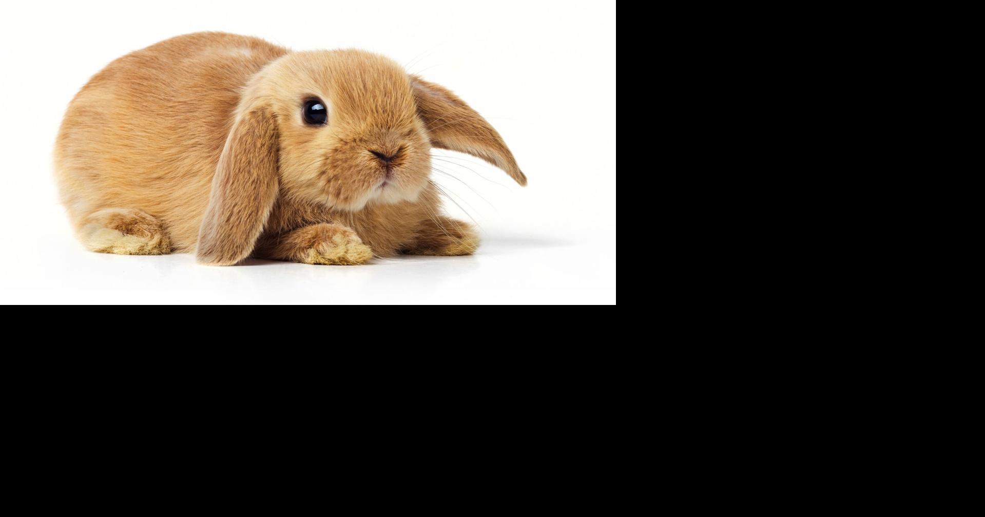 Lori Borgman: The intersection of bunnies, Christmas and Easter