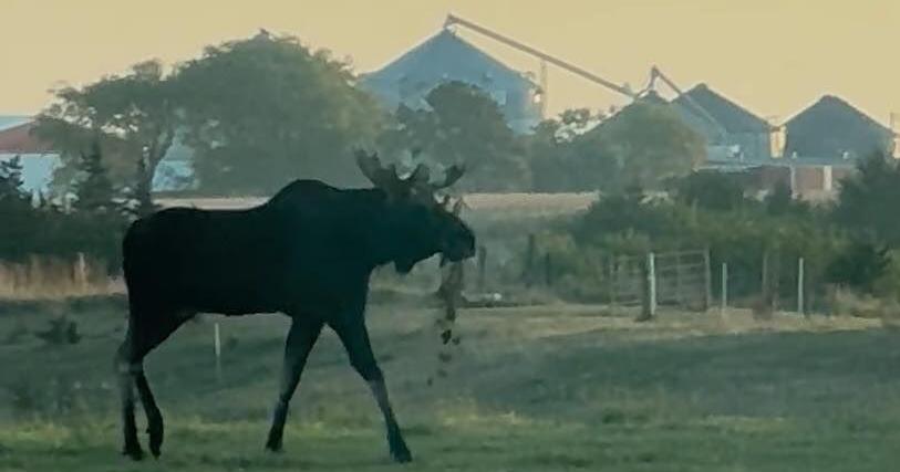 Moose is roaming through Hamilton County