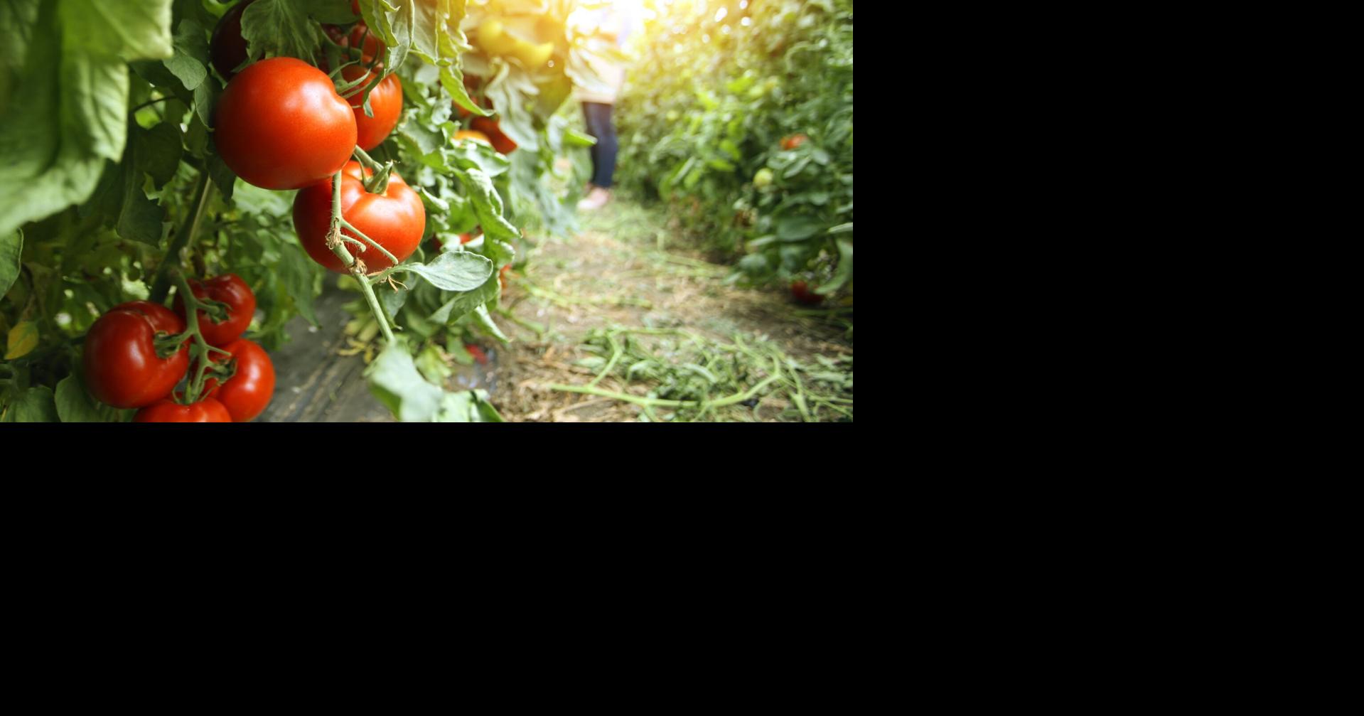 Tomato SOS: Solutions for blight, rot, cracks and curl