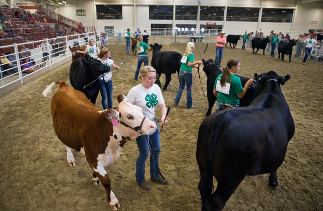 Preparation shows for both 4-H'ers, their animals | Agriculture ...