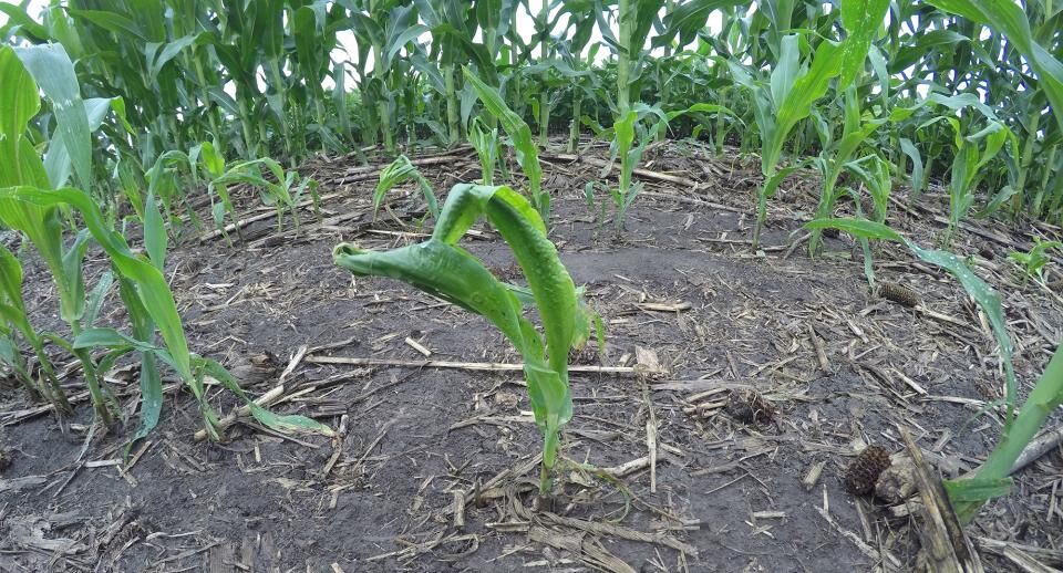 Sarah Sivits: Recovery or replanting? Assessing wind and hail damage ...
