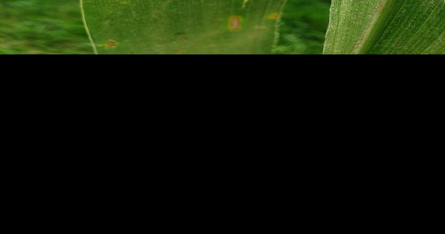 Monitor southern rust in the coming weeks